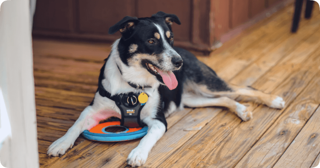 What Is Airbnb s Airbnb Service Animal Policy DPGO what-is-airbnb-s-airbnb-service-animal-policy-dpgo